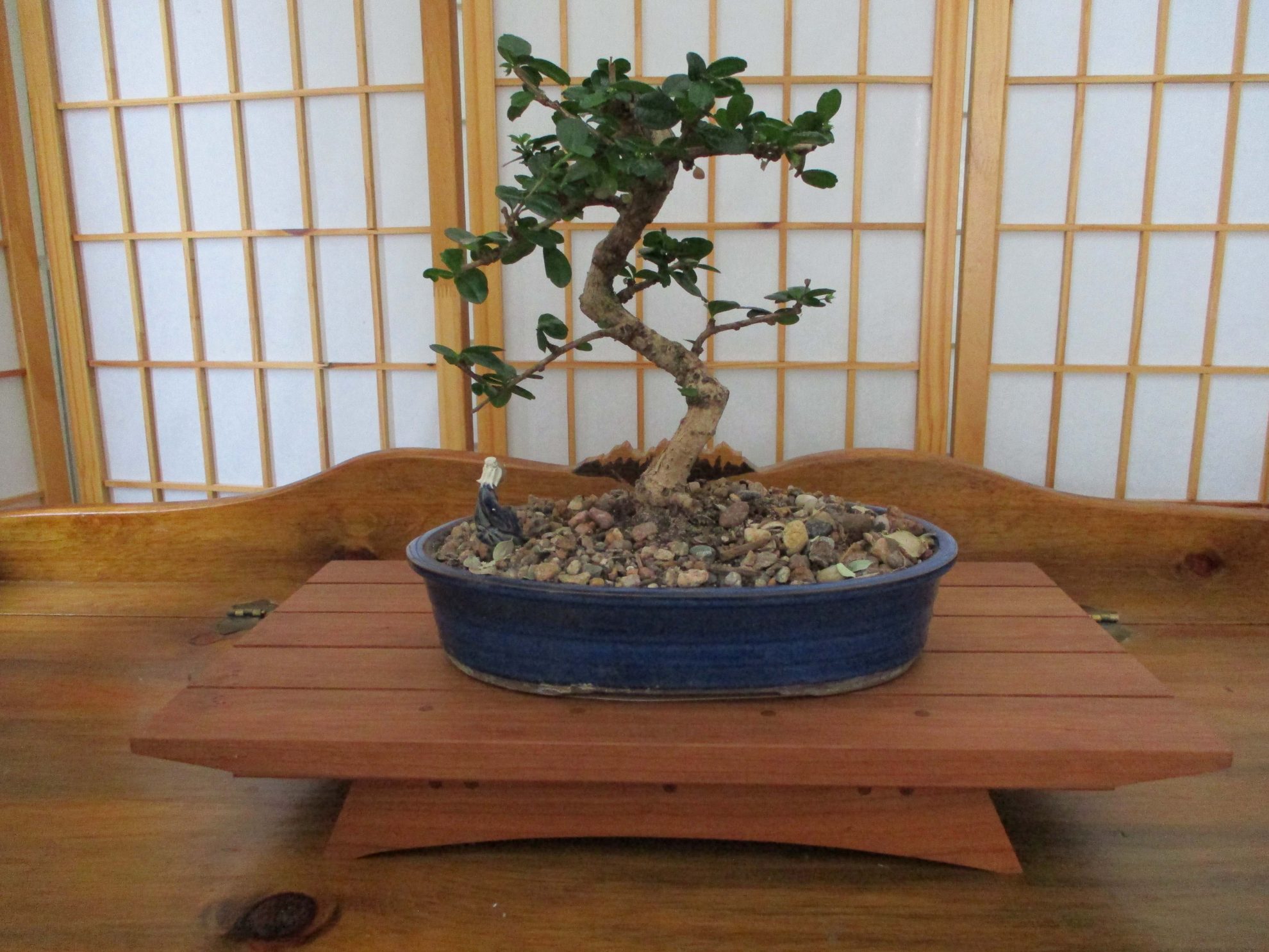 Bonsai Display – custom ordering only